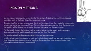 CASTRATION AND ITS TYPES IN VETERINARY ANIMALS | PPTX