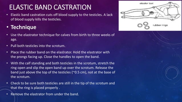 CASTRATION AND ITS TYPES IN VETERINARY ANIMALS | PPTX