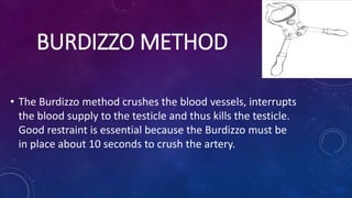 CASTRATION AND ITS TYPES IN VETERINARY ANIMALS | PPTX