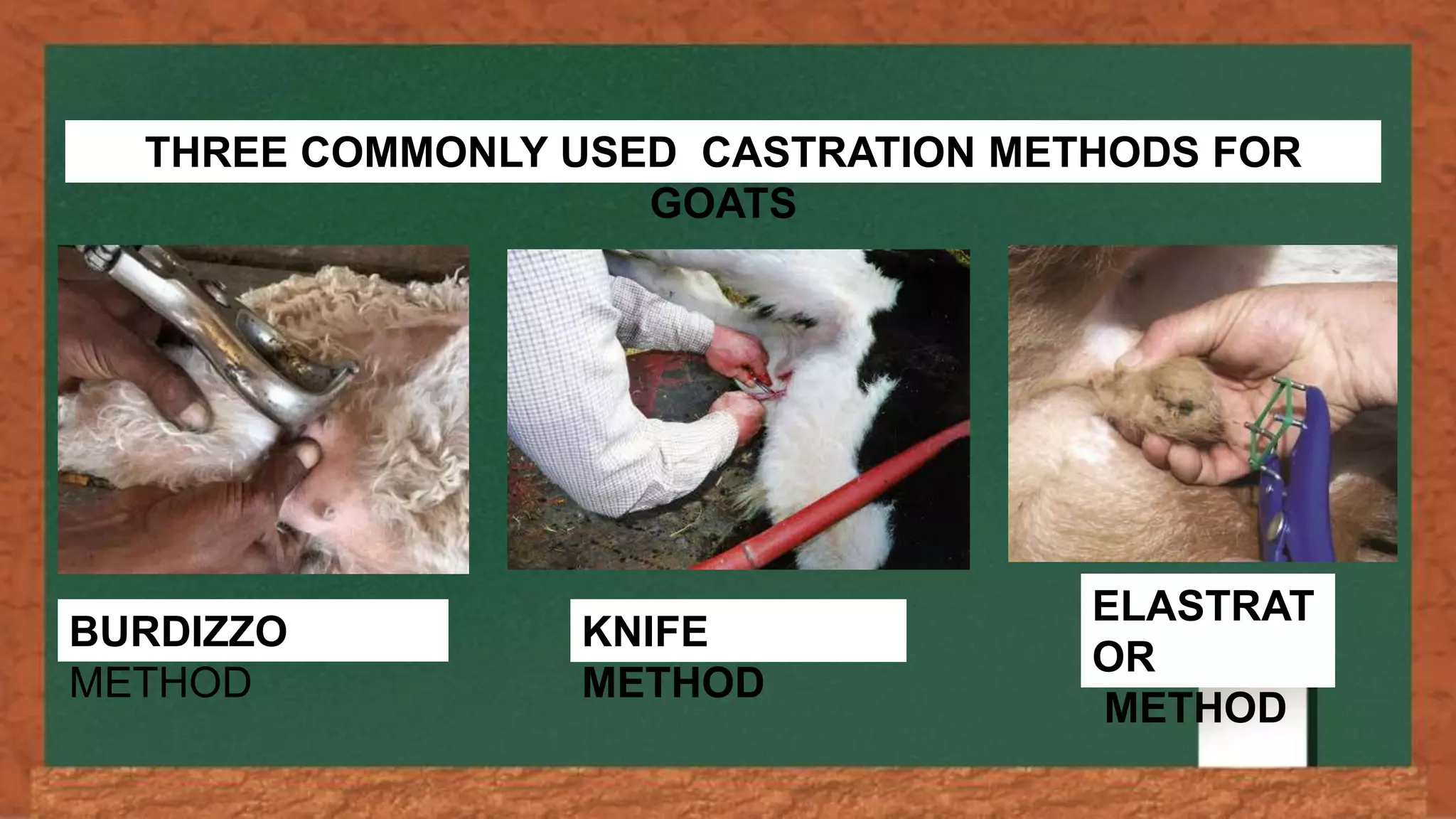 CASTRATION.pptx