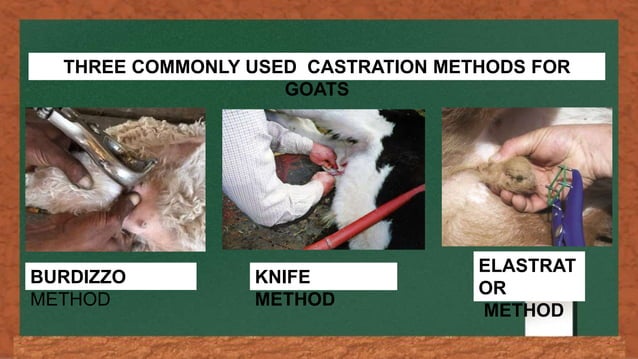 CASTRATION.pptx