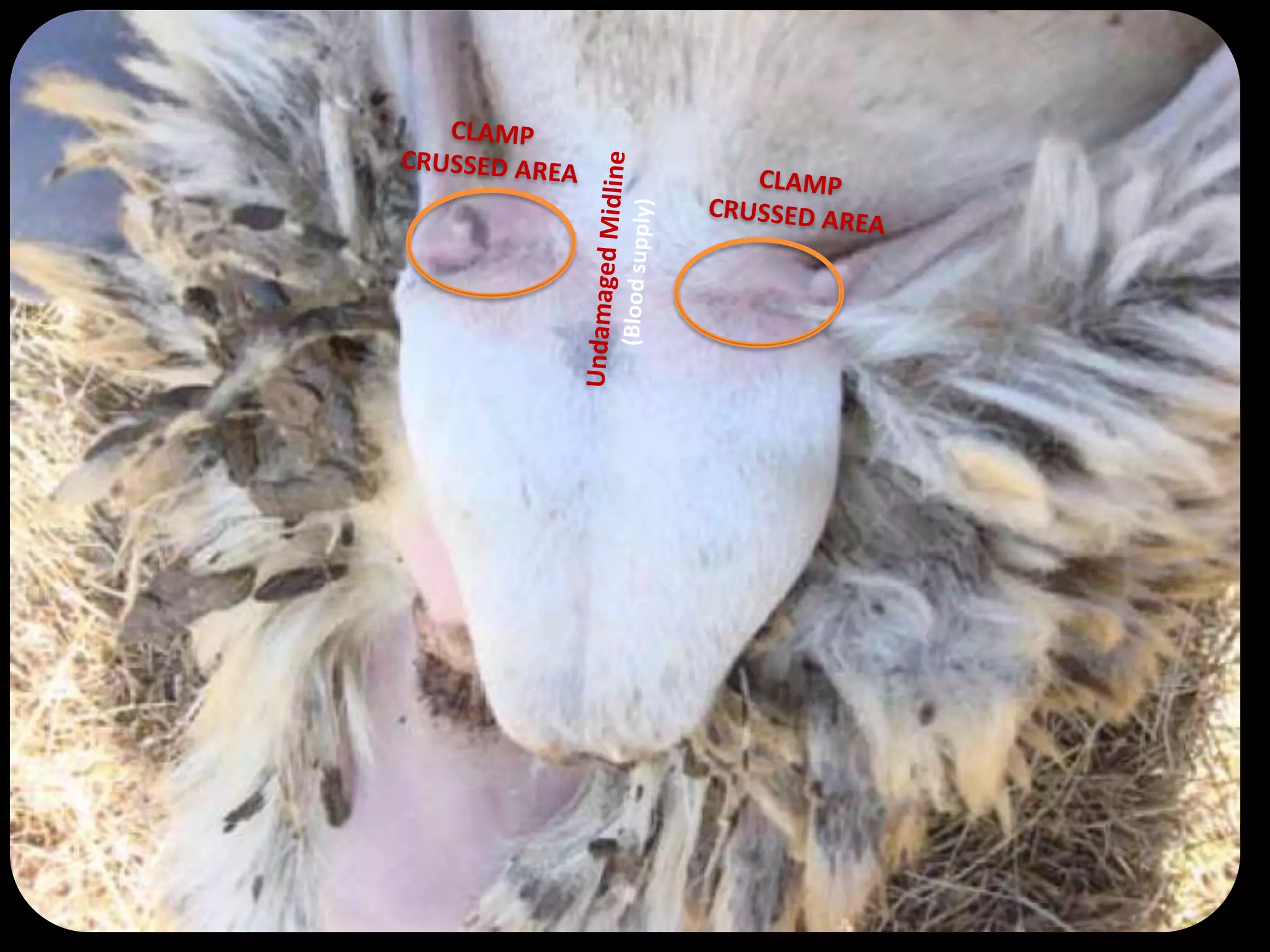 Castration Procedure in Farm Animals (Teaching PPT Material) | PPTX