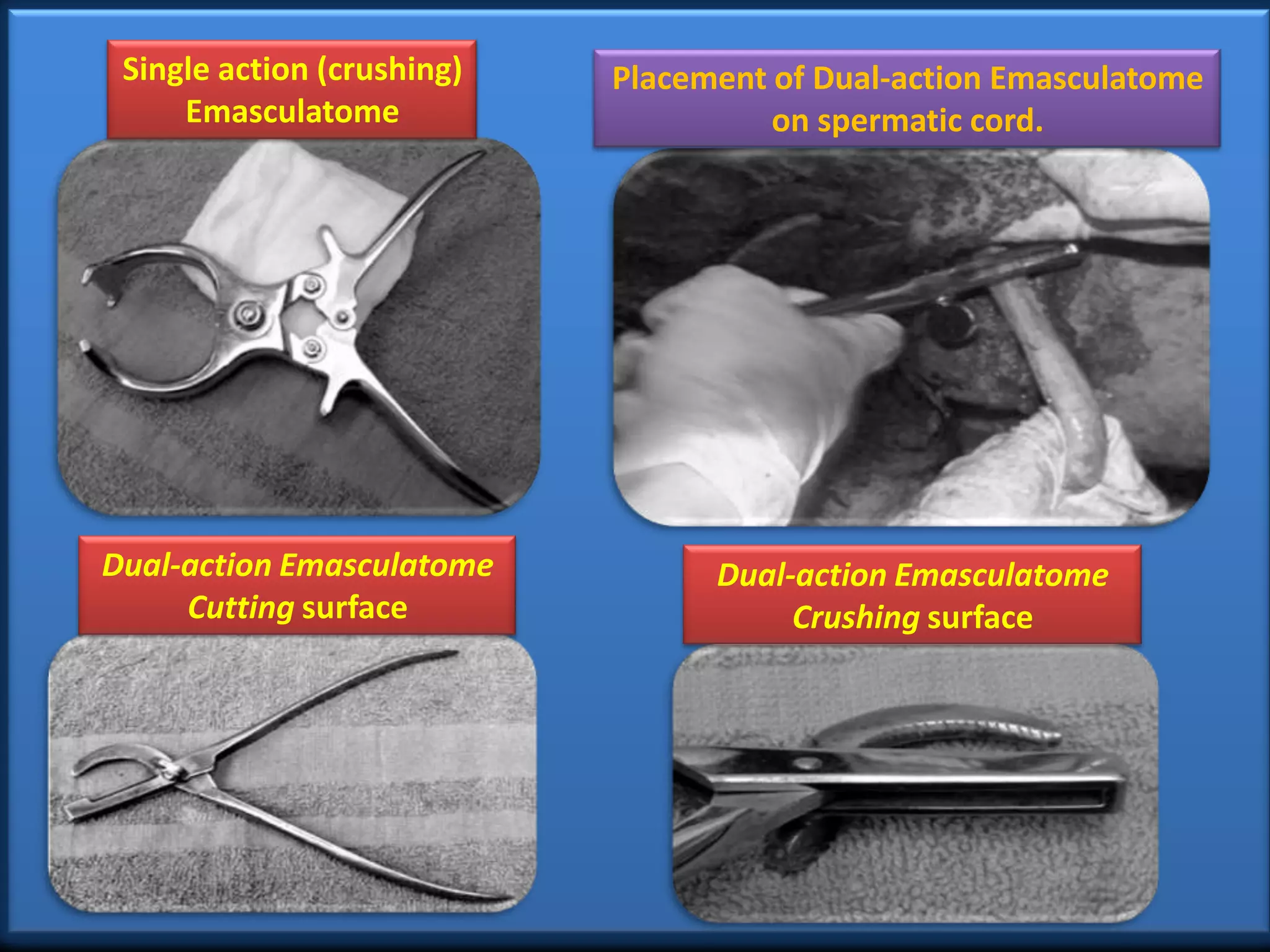 Castration Procedure in Farm Animals (Teaching PPT Material) | PPTX
