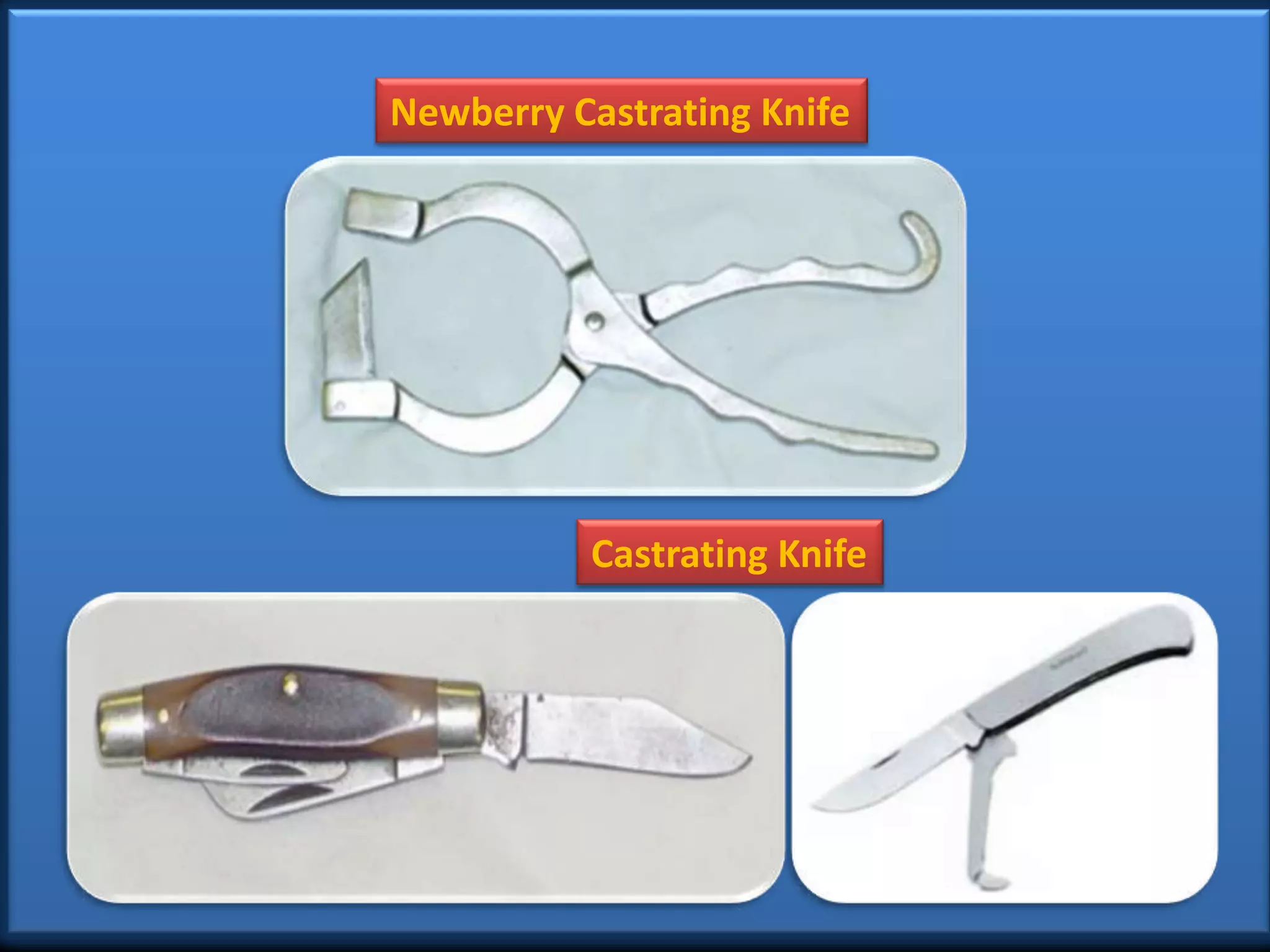 Castration Procedure in Farm Animals (Teaching PPT Material) | PPTX