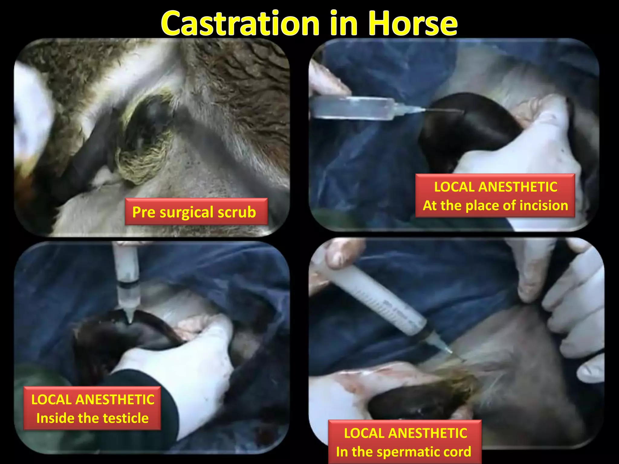 Castration Procedure in Farm Animals (Teaching PPT Material) | PPTX