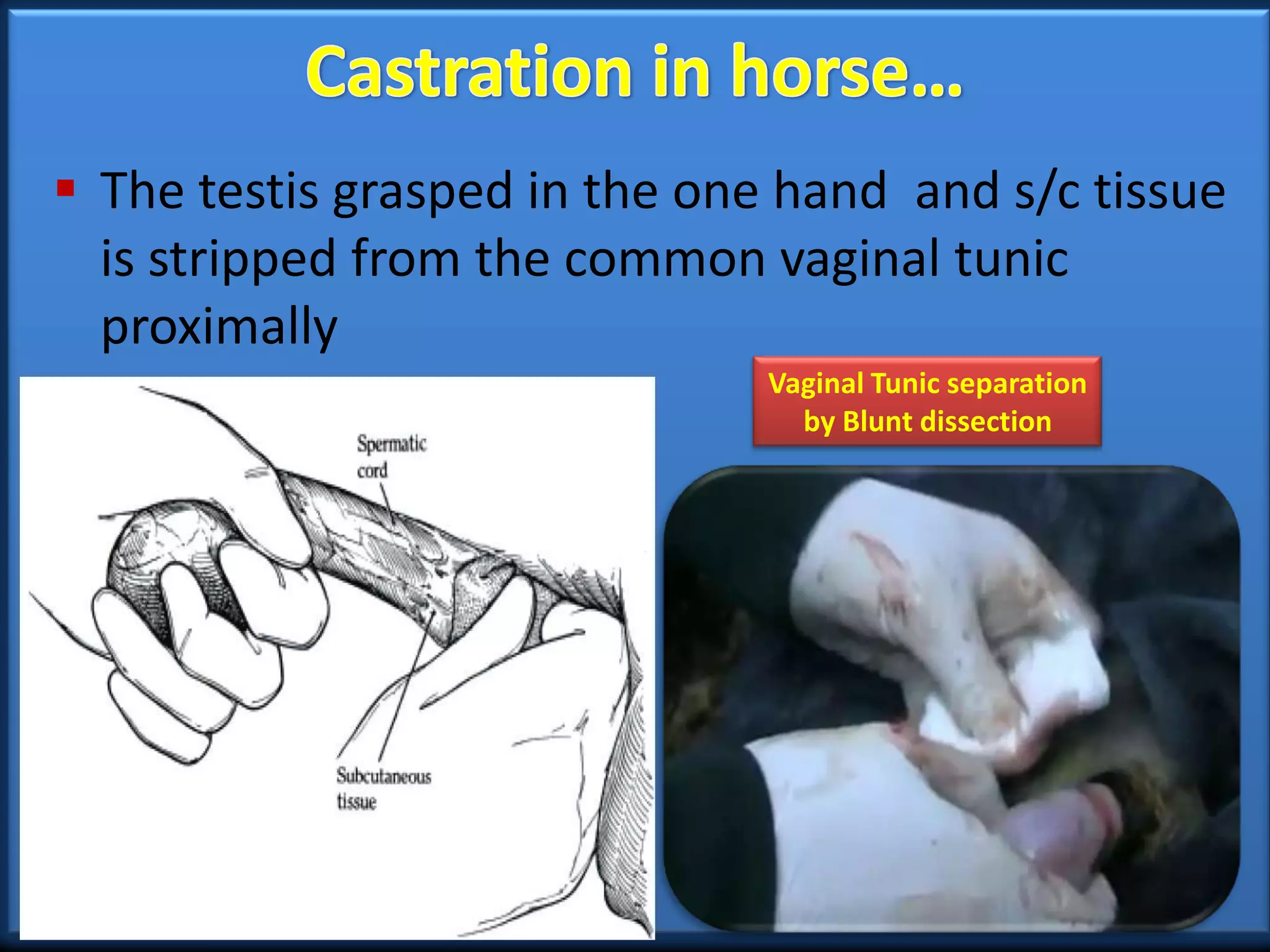 Castration Procedure in Farm Animals (Teaching PPT Material) | PPTX