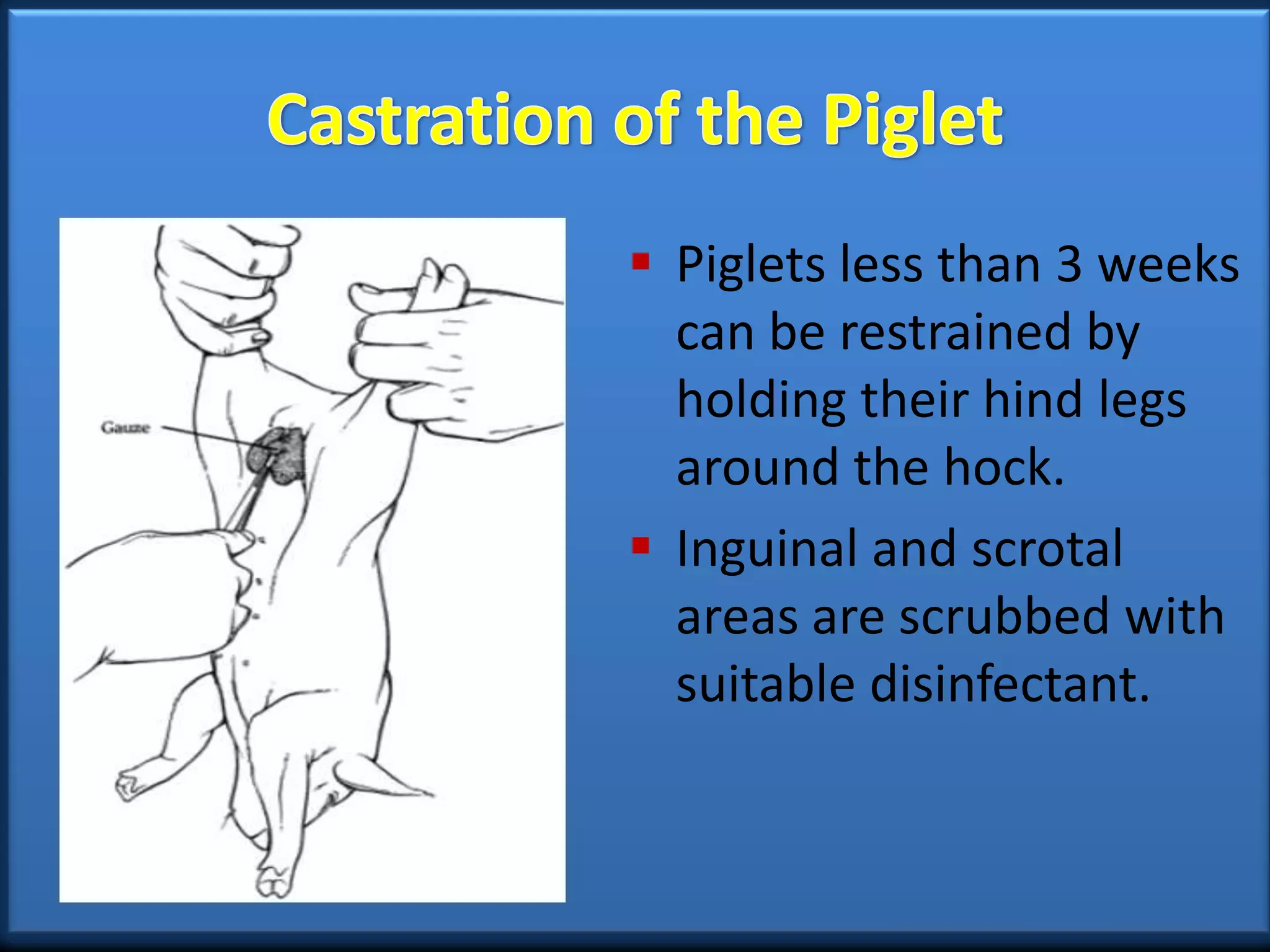 Castration Procedure in Farm Animals (Teaching PPT Material) | PPTX