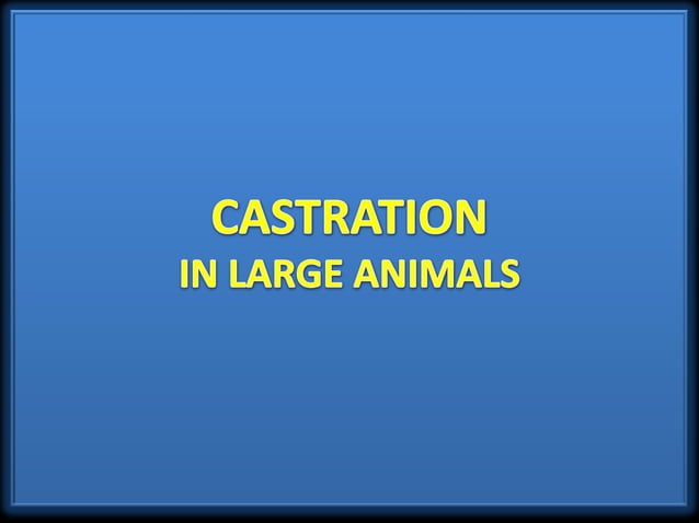 Castration Procedure in Farm Animals (Teaching PPT Material) | PPTX | Infertility | Reproductive ...