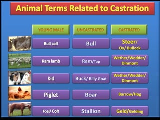 Castration Procedure in Farm Animals (Teaching PPT Material) | PPTX