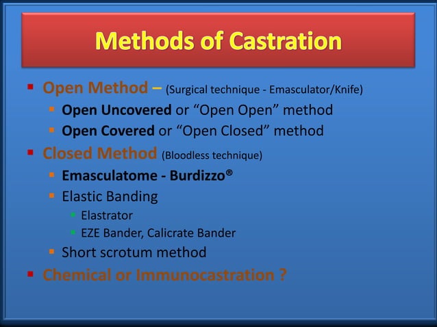 Castration Procedure in Farm Animals (Teaching PPT Material) | PPTX ...