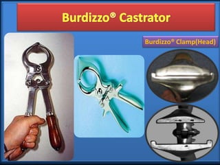 Castration Procedure in Farm Animals (Teaching PPT Material) | PPTX