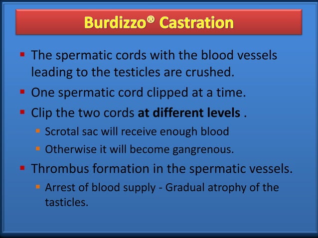 Castration Procedure in Farm Animals (Teaching PPT Material) | PPTX ...