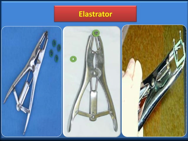 Castration Procedure in Farm Animals (Teaching PPT Material) | PPTX ...