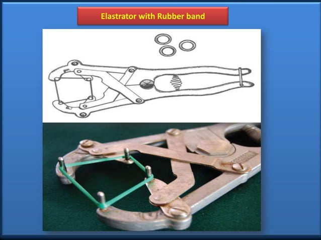 Castration Procedure in Farm Animals (Teaching PPT Material) | PPTX ...