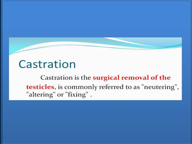 Castration Procedure in Farm Animals (Teaching PPT Material) | PPTX | Infertility | Reproductive ...