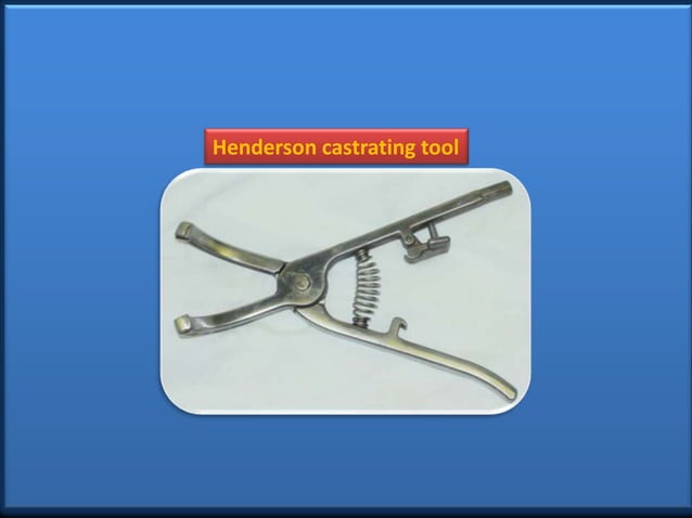 Castration Procedure in Farm Animals (Teaching PPT Material) | PPTX ...