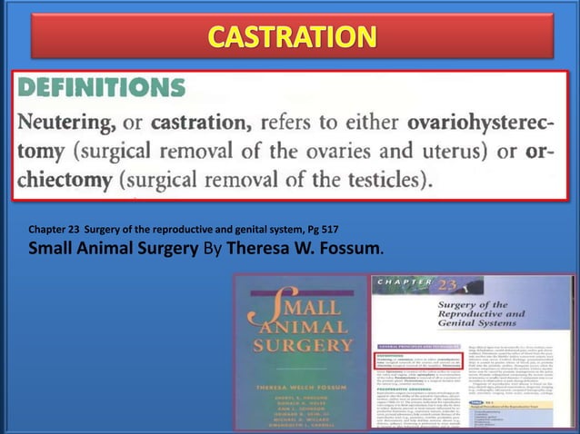 Castration Procedure in Farm Animals (Teaching PPT Material) | PPTX | Infertility | Reproductive ...