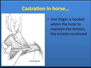 Castration Procedure in Farm Animals (Teaching PPT Material) | PPTX
