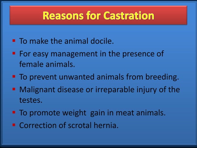 Castration Procedure in Farm Animals (Teaching PPT Material) | PPTX | Infertility | Reproductive ...