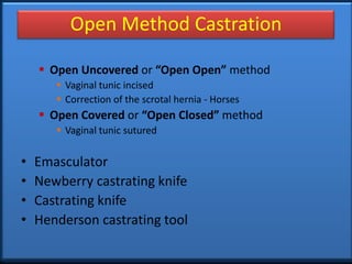 Castration Procedure in Farm Animals (Teaching PPT Material) | PPT
