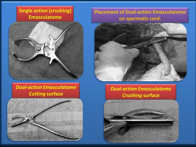 Castration Procedure in Farm Animals (Teaching PPT Material)