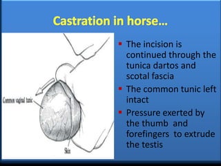 Castration Procedure in Farm Animals (Teaching PPT Material) | PPT