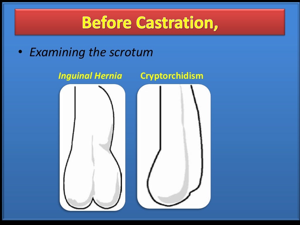 Castration Procedure in Farm Animals (Teaching PPT Material)