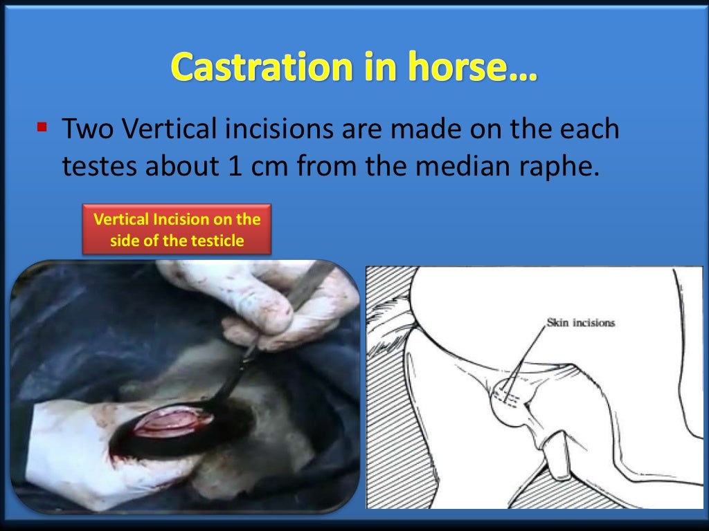 Castration Procedure in Farm Animals (Teaching PPT Material)