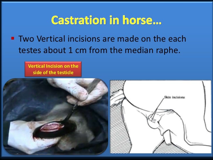 Castration Procedure in Farm Animals (Teaching PPT Material)
