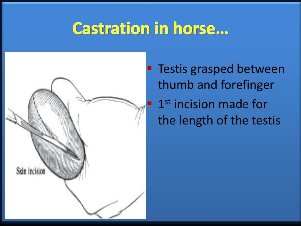 Castration Procedure in Farm Animals (Teaching PPT Material)