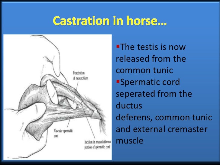 Castration Procedure in Farm Animals (Teaching PPT Material)
