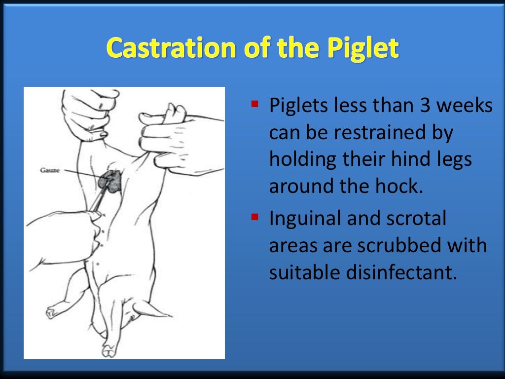 Castration Procedure in Farm Animals (Teaching PPT Material)