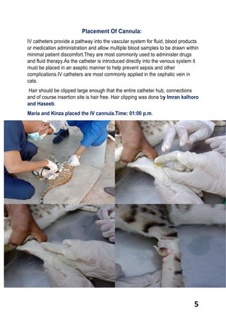 Castration in Feline.pdf