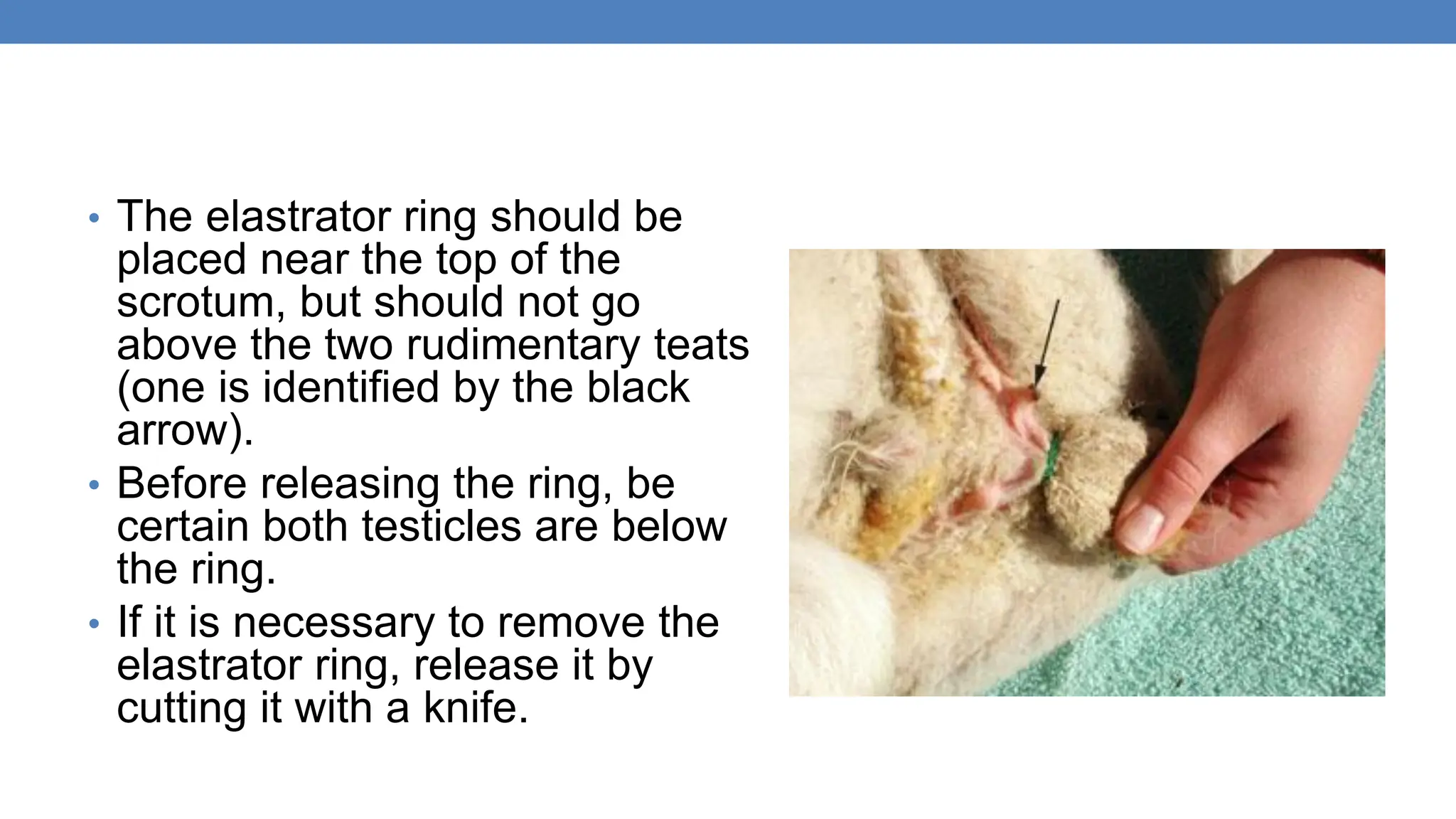 Castration in Kids Lambs.pdf