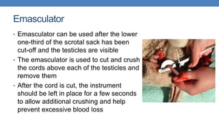 Castration in Kids Lambs.pdf