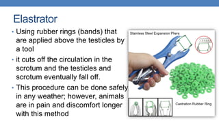 Castration in Kids Lambs.pdf