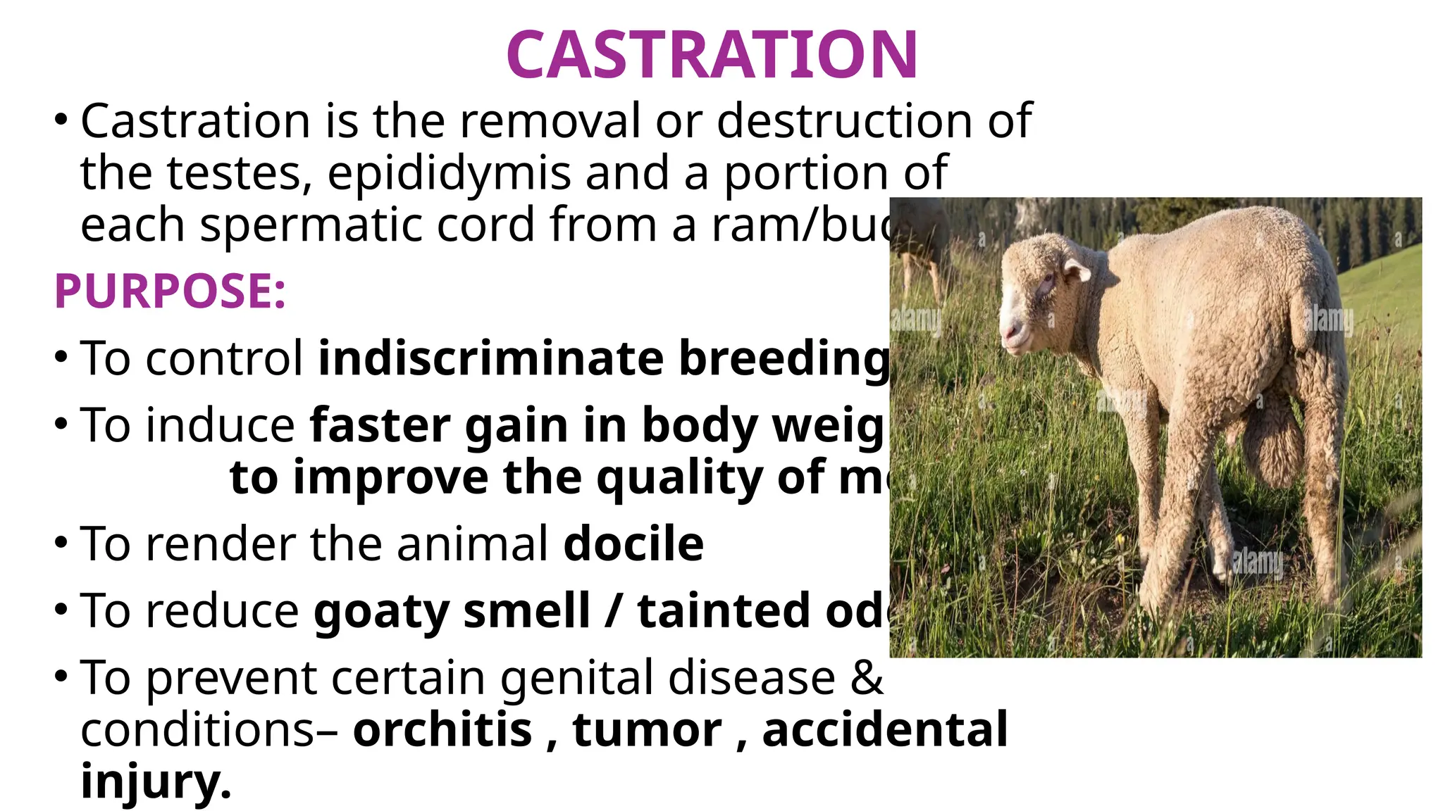 Castration methods in Sheep and Goat.pptx
