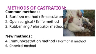 Castration methods in Sheep and Goat.pptx