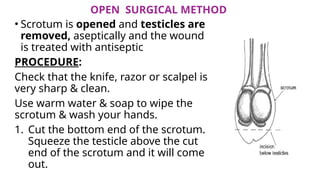 Castration methods in Sheep and Goat.pptx
