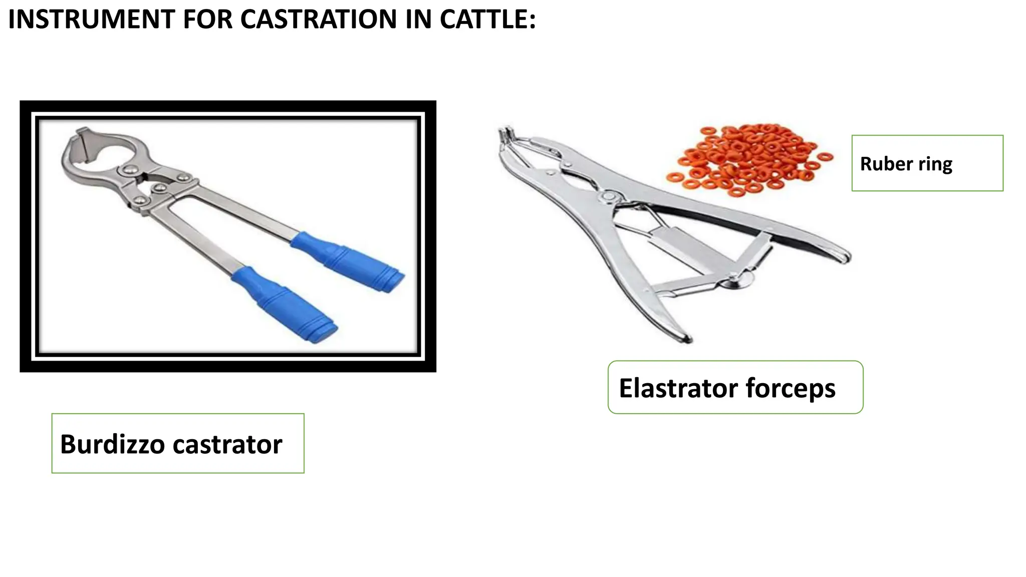 Castration of animal.pptx