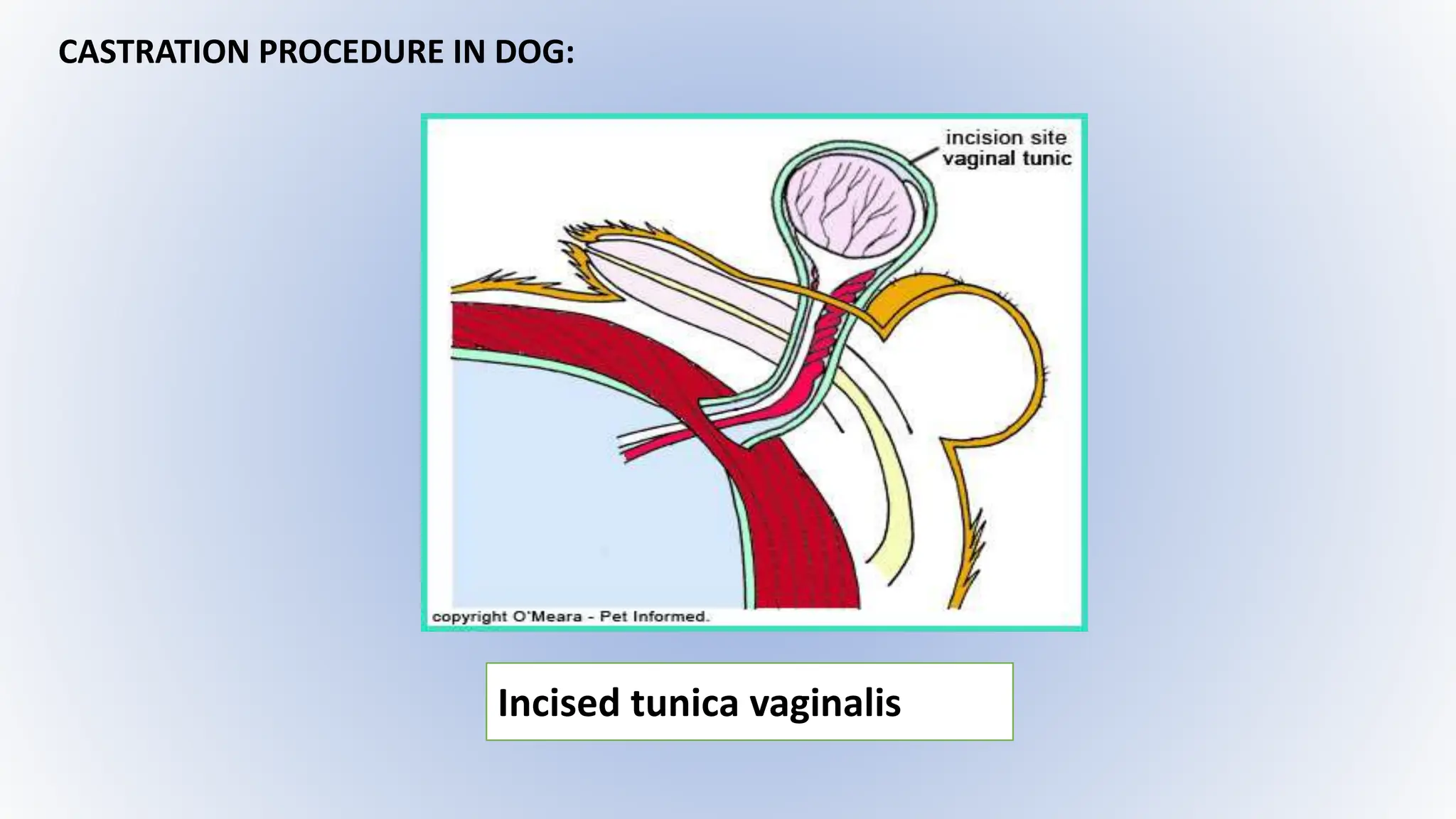 Castration of animal.pptx