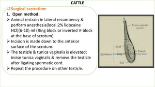Castration of animal.pptx