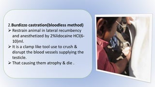 Castration of animal.pptx