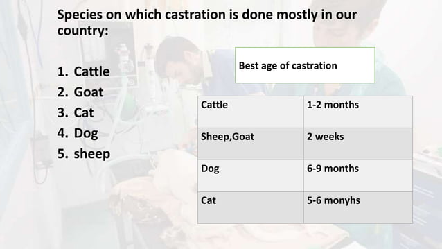 Castration of animal.pptx | Reproductive Health | Diseases and Conditions