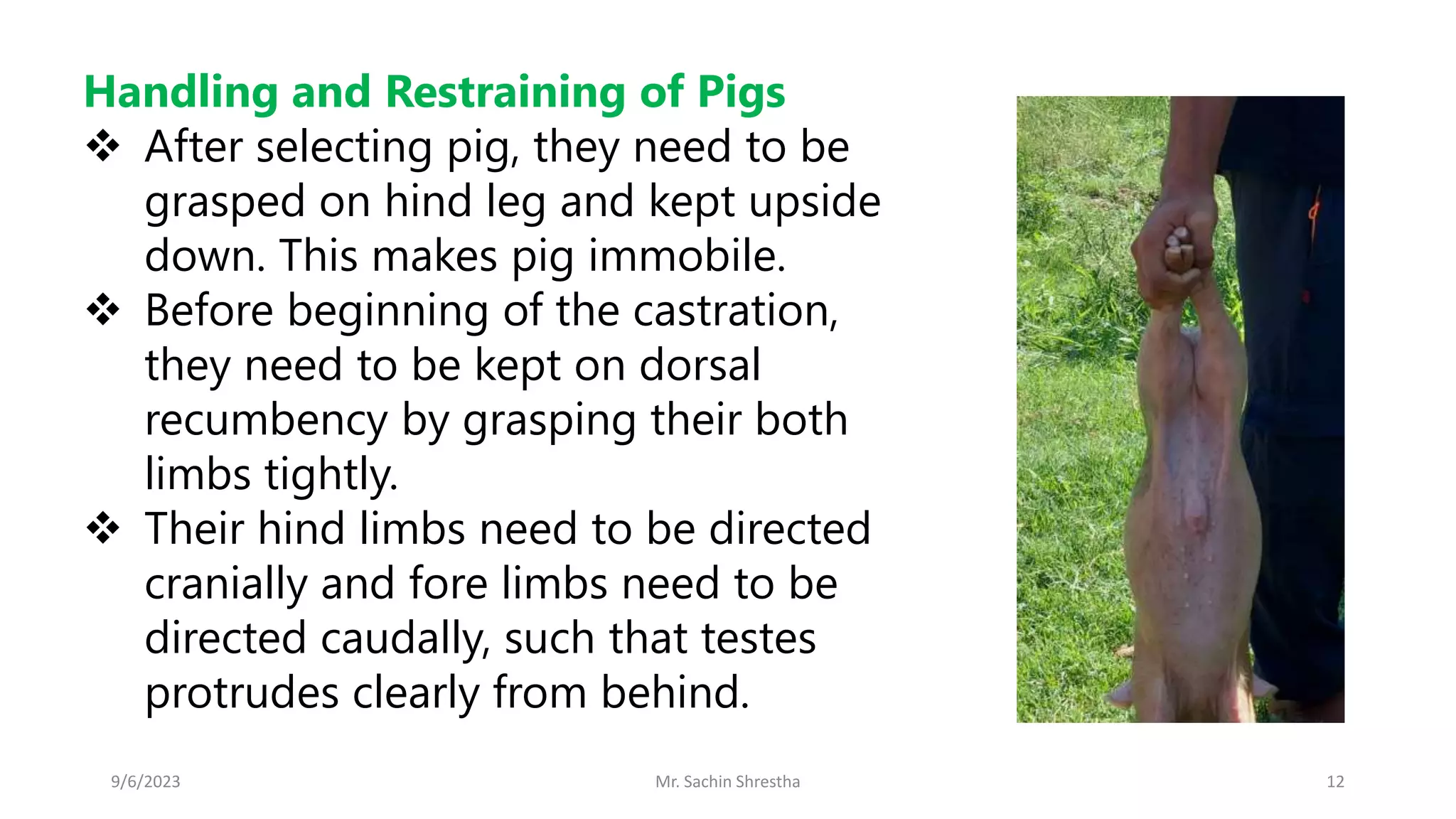 Castration of Pigs.pptx