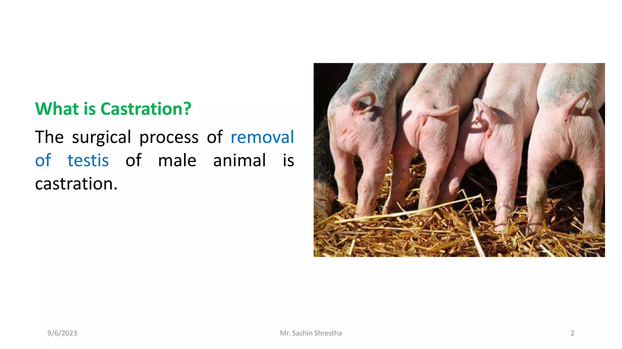 Castration of Pigs.pptx