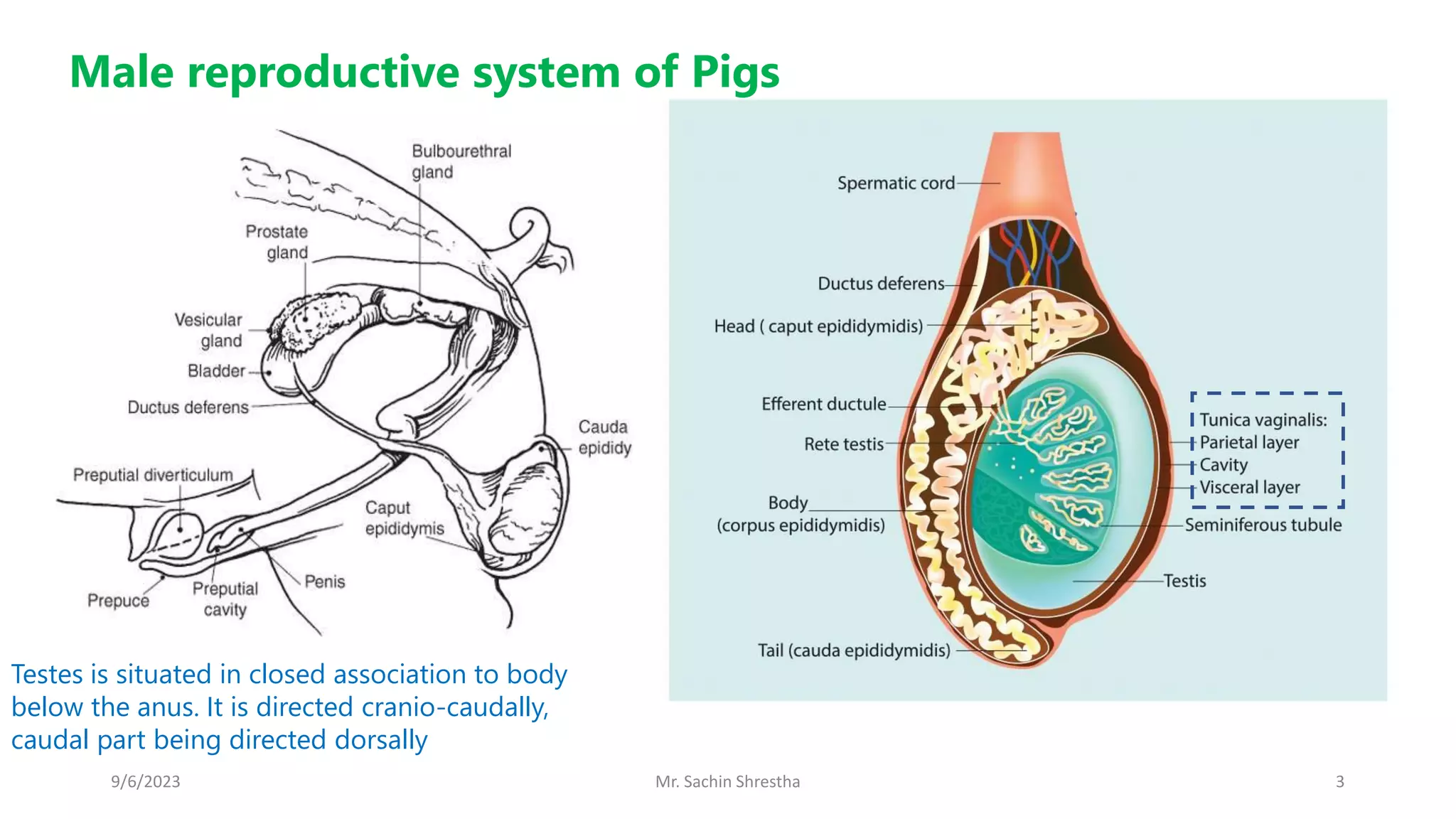 Castration of Pigs.pptx