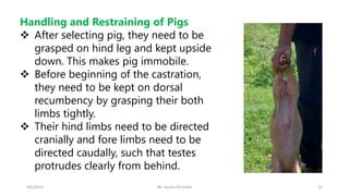Castration of Pigs.pptx