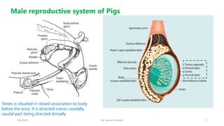 Castration of Pigs.pptx