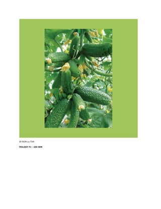Castravete trilogy f1 250 sem multifruct | DOCX